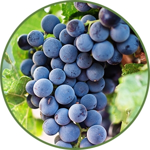 Foods That Provide Anti-Aging Benefits | Dr. Tara Clapp, ND